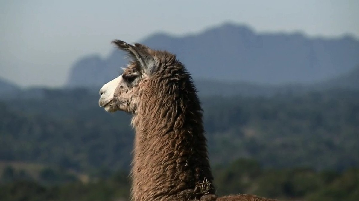 Lhama, animal típico da Cordilheira dos Andes, é criado em Campina ...