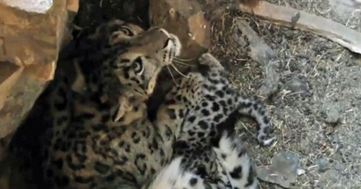 Natureza - Mãe com cria de leopardo-das-neves selvagens são filmadas ...