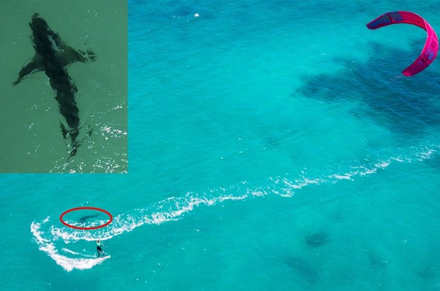 Kitesurfista francesa leva susto da vida com tubarão branco | Radicais ...