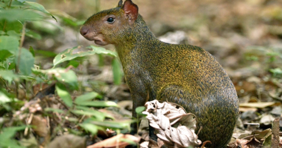 G1 - Cutia - notícias em Fauna