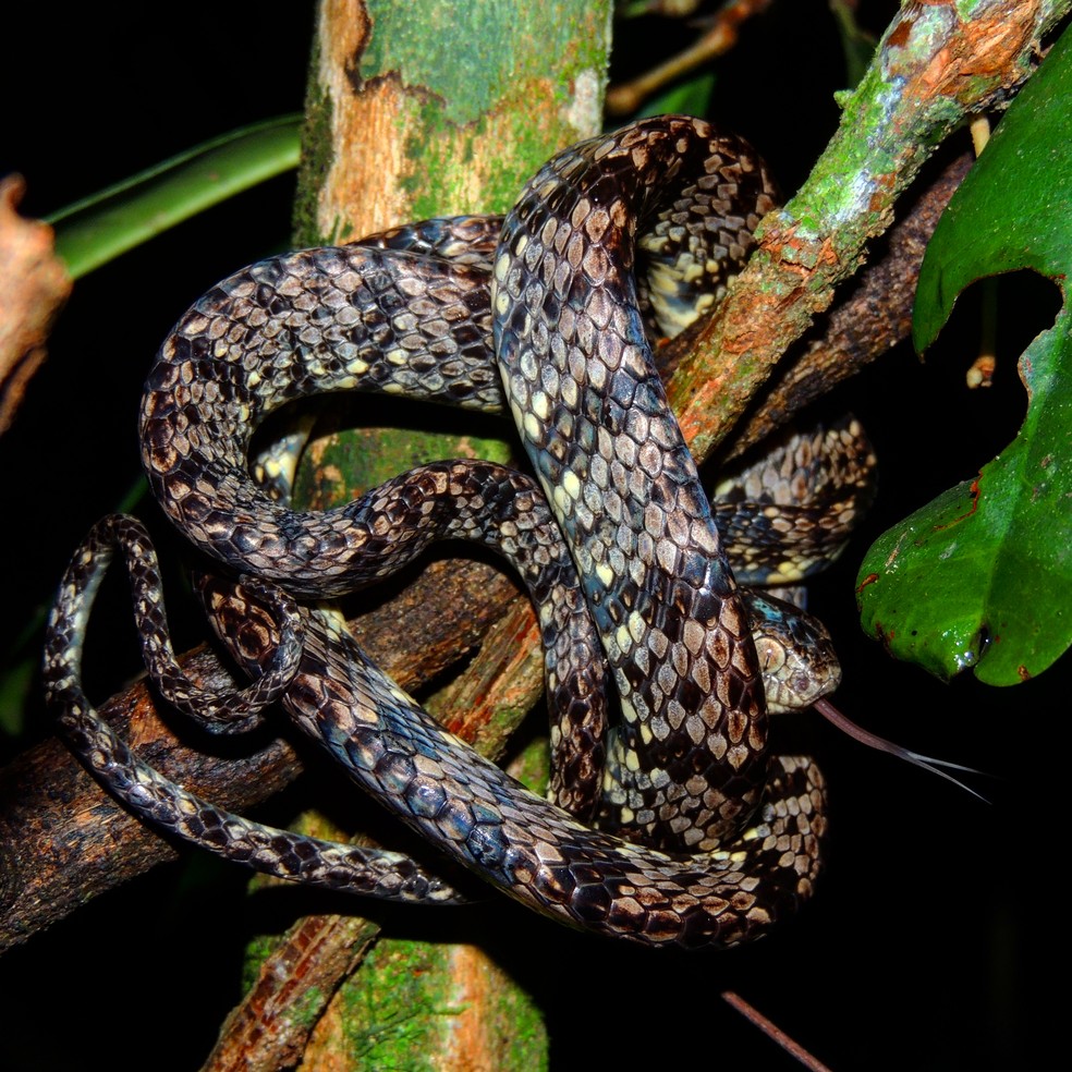 Jararaca-verde e preguiça se destacam entre registros de biólogo | Vc ...