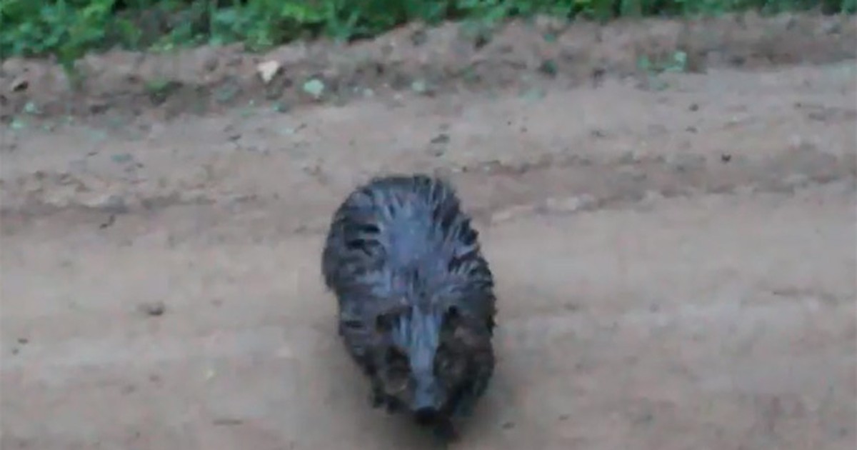 G1 - Cinegrafista é atacado e derrubado por castor em vilarejo na ...