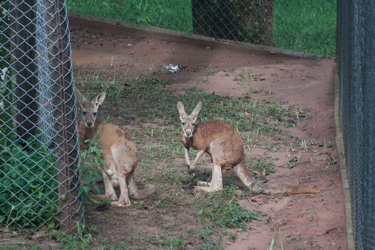 Zoológico de Bauru recebe dois cangurus vermelhos | Rodrigo Blog