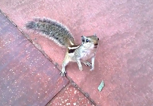 G1 - Esquilo irritado ataca cinegrafista na Índia - notícias em Planeta ...