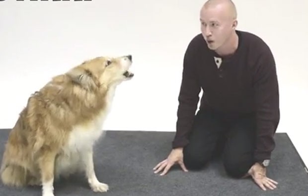 G1 - Vídeo que mostra reações de cães para 'latidos humanos' vira hit ...