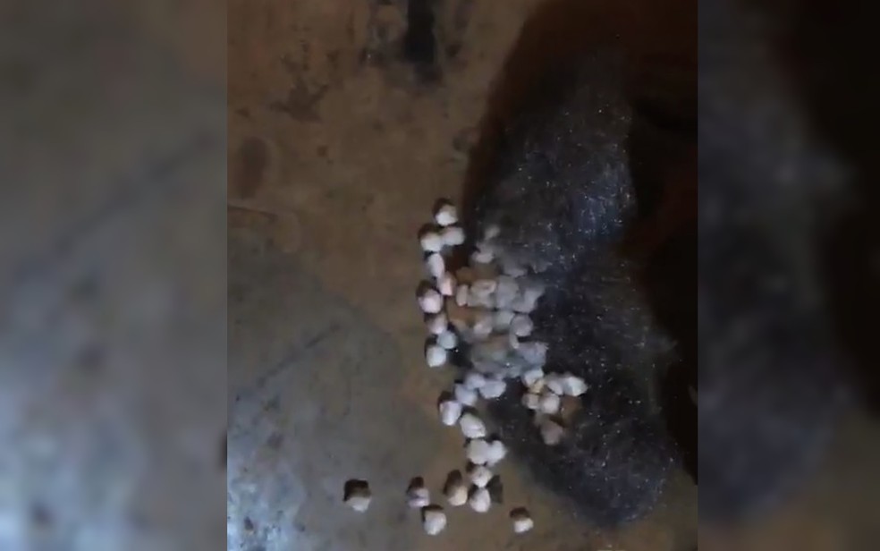 Polícia prende pai e filha por tráfico e apreende drogas dentro de ...