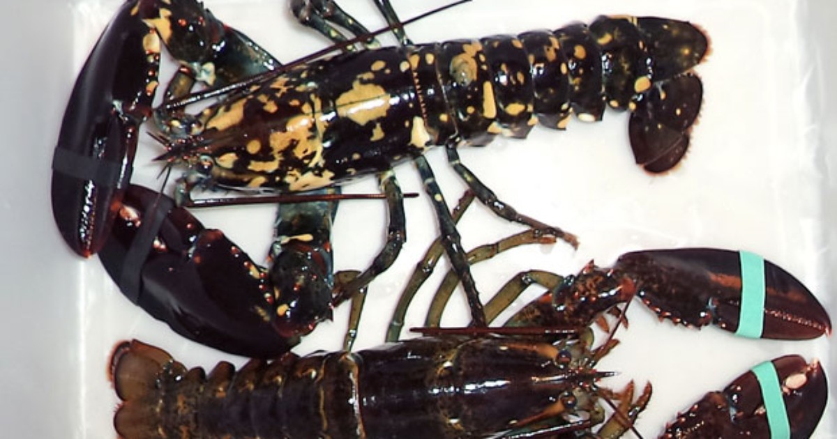 Natureza - Americana apanha rara lagosta cálico no litoral do Maine