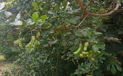 Conheça o ingá, fruto comestível com formato semelhante ao da vagem ...