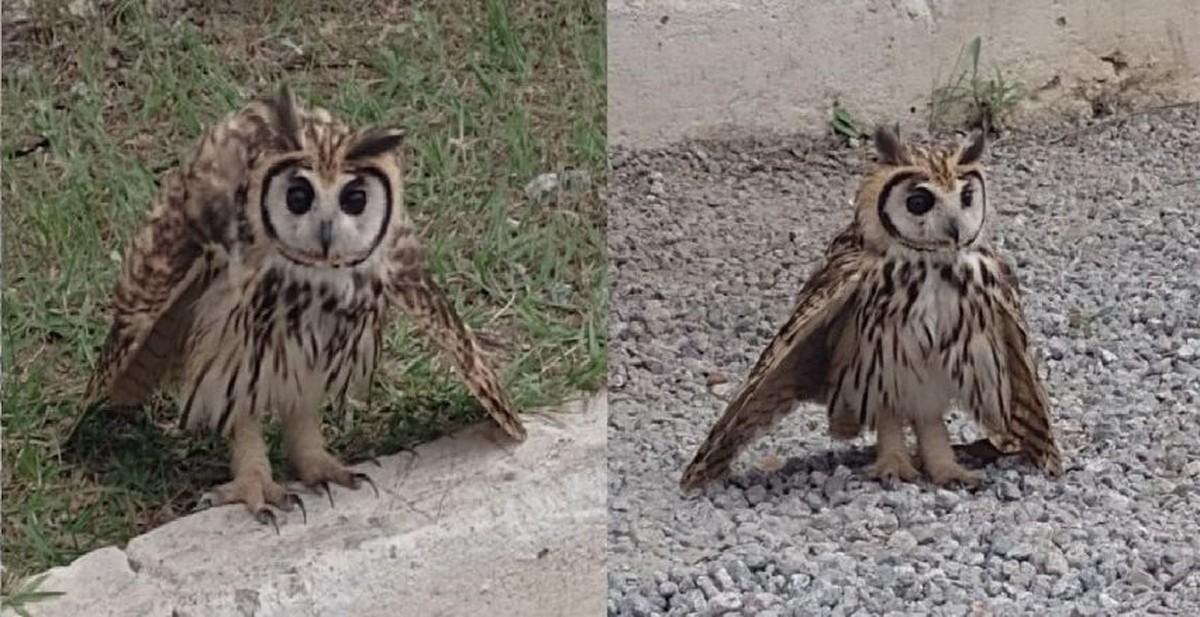 Coruja-orelhuda é resgatada com asa quebrada em Três Rios | Sul do Rio ...