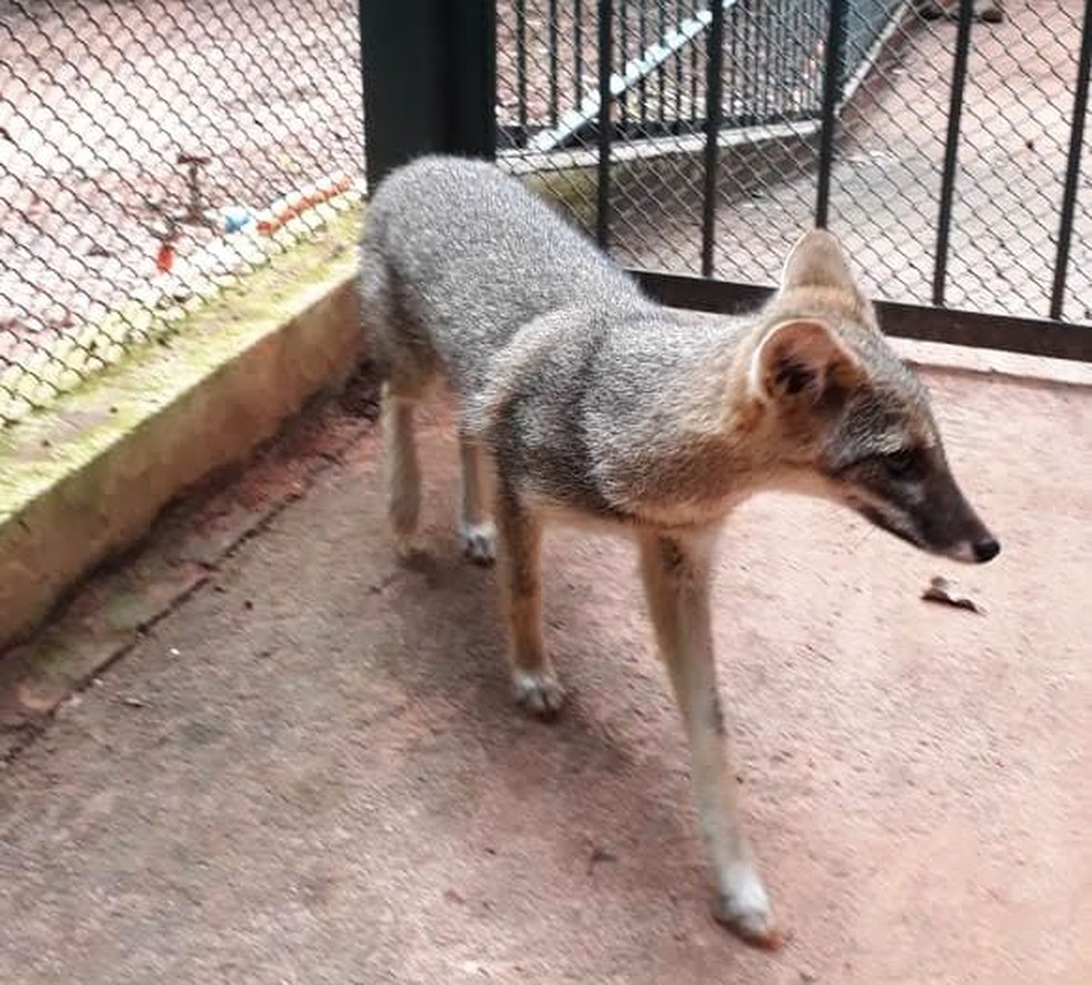 Filhote de raposa-do-campo é a nova integrante do Zoológico de ...