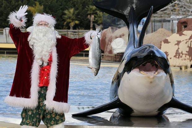 Natureza - Animais da Coreia do Sul e da França recebem visita do Papai ...
