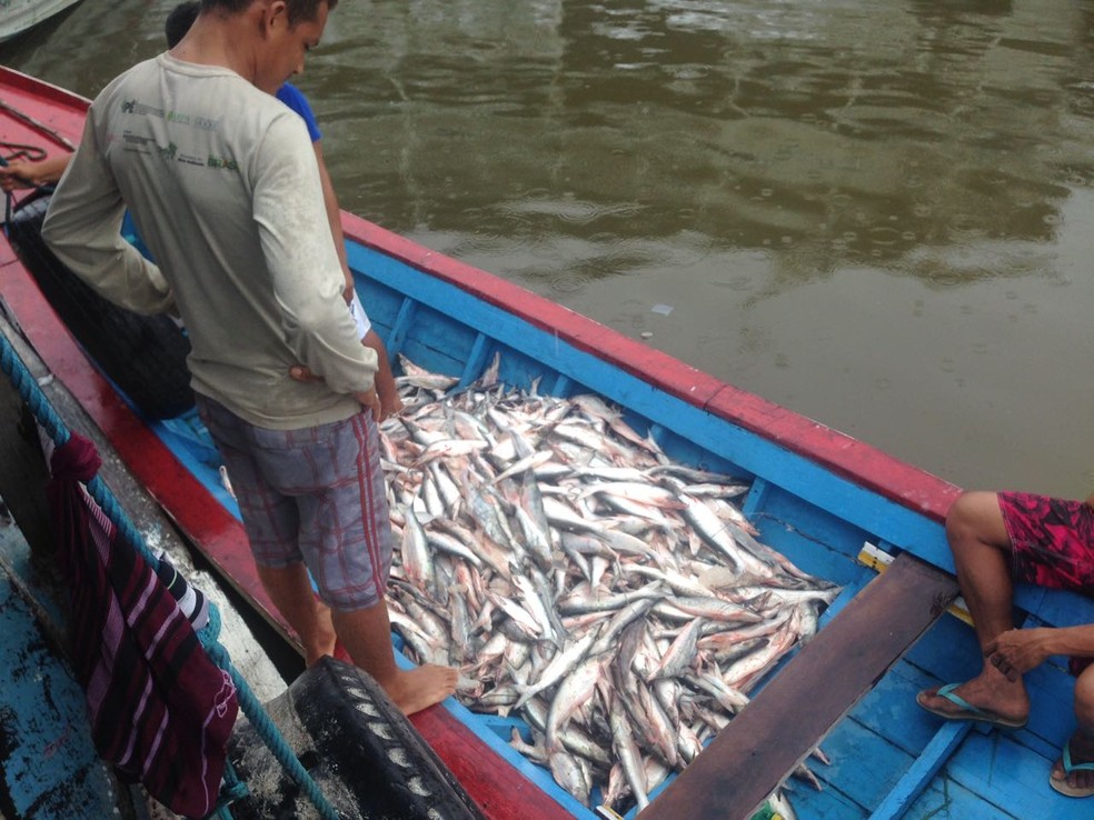 Barco é apreendido com quase 2 toneladas de mapará no defeso, no ...