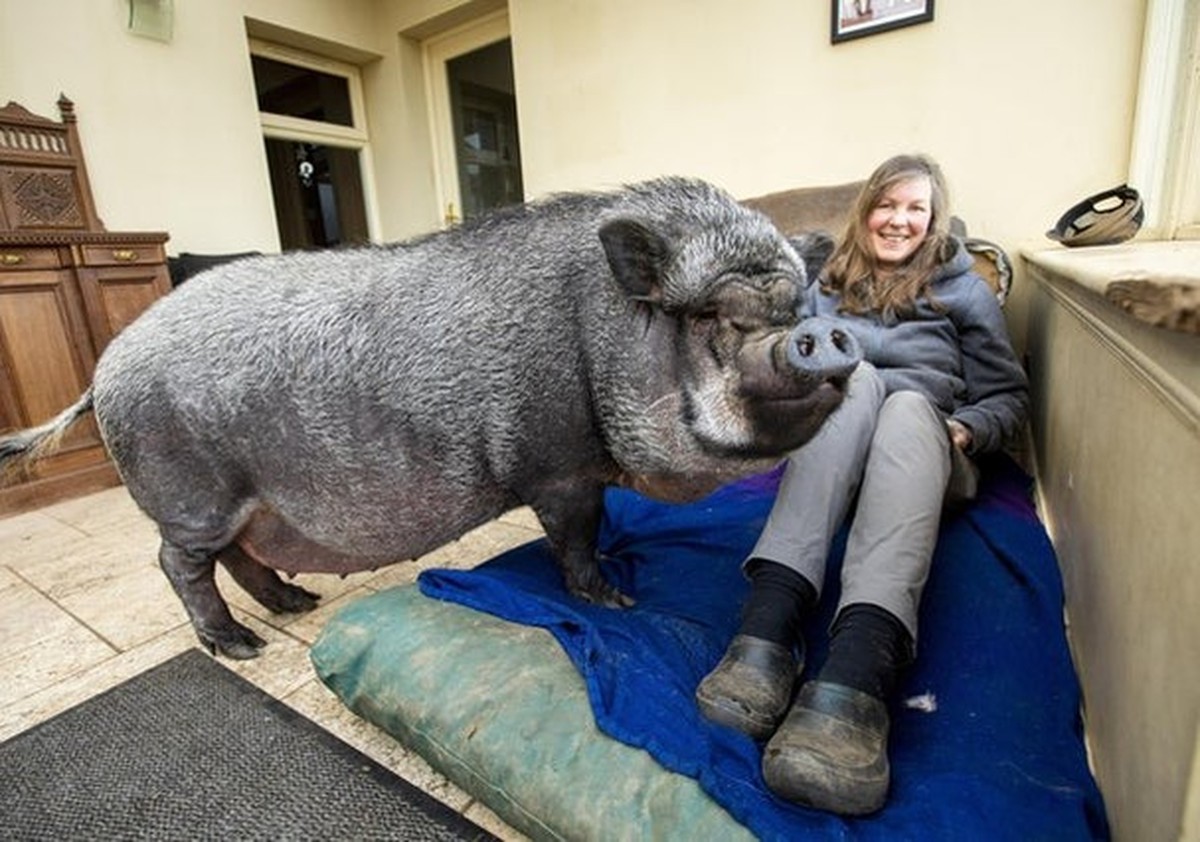 Família compra “mini porco” e animal chega aos 127 quilos | Trending ...