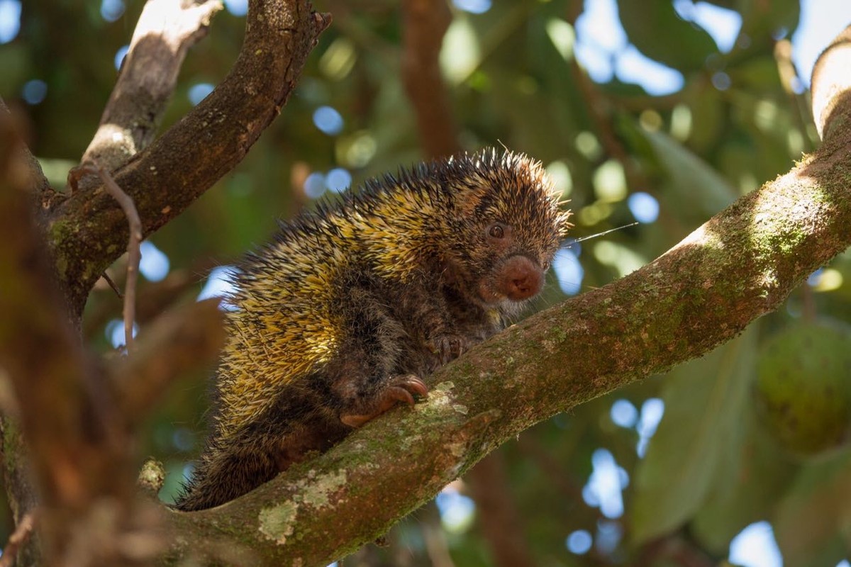 Ouriço-cacheiro se esconde em cipós de até 15 metros de altura | Vc no ...