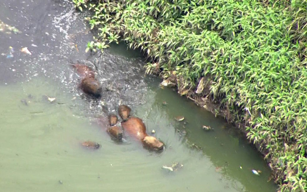 Família de capivaras é vista nadando no Rio Pinheiros, em SP; veja ...