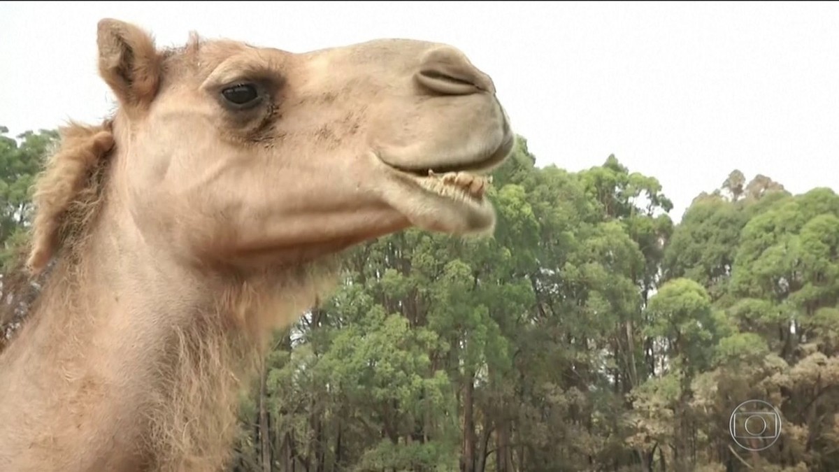 Austrália vai matar 10 mil camelos selvagens | Mundo | G1