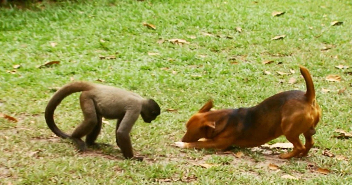Macaco e cachorro brincam juntos e são filmados pelo Terra da Gente ...