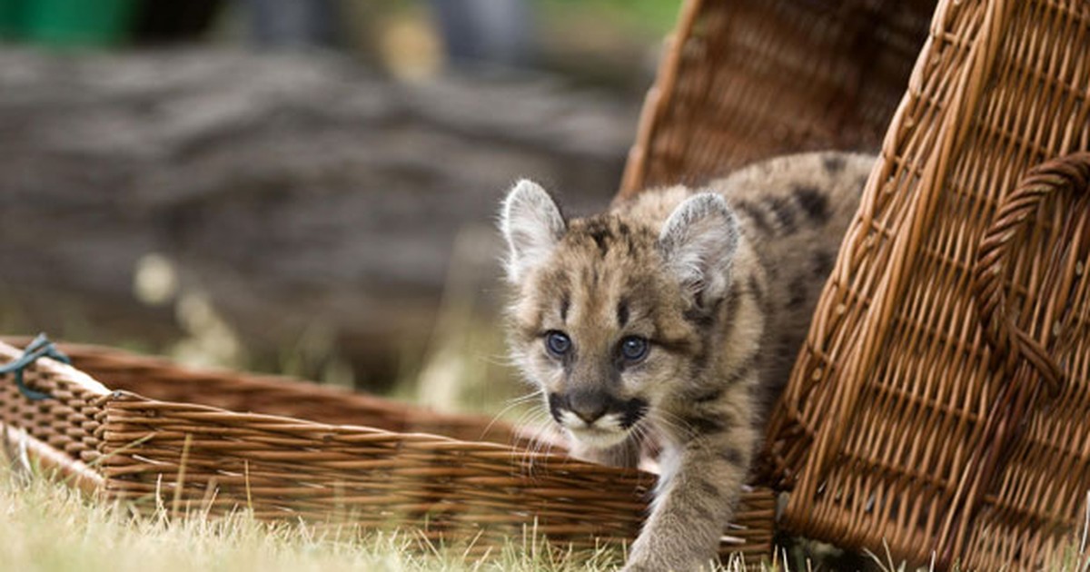 Natureza - Zoológico de Berlim apresenta filhote de puma