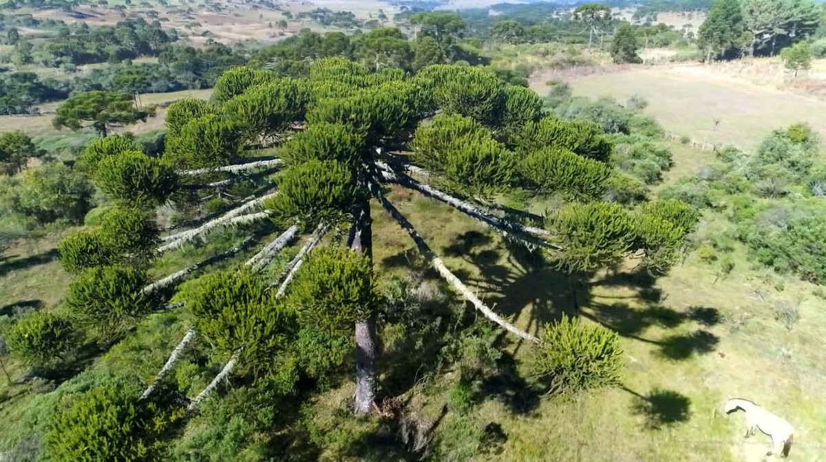 Dia da Araucária: árvore ameaçada de extinção garante sobrevivência de ...