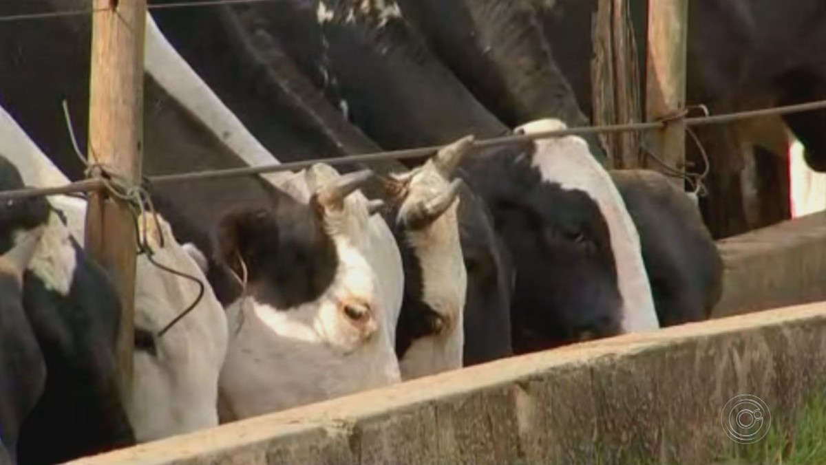 Tietê confirma três casos de raiva animal neste ano | Itapetininga e ...