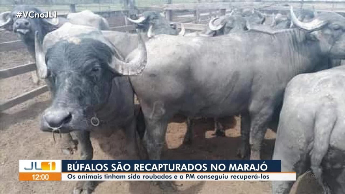 Búfalos São Recapturados Após Serem Roubados Em Santa Cruz Do Arari No