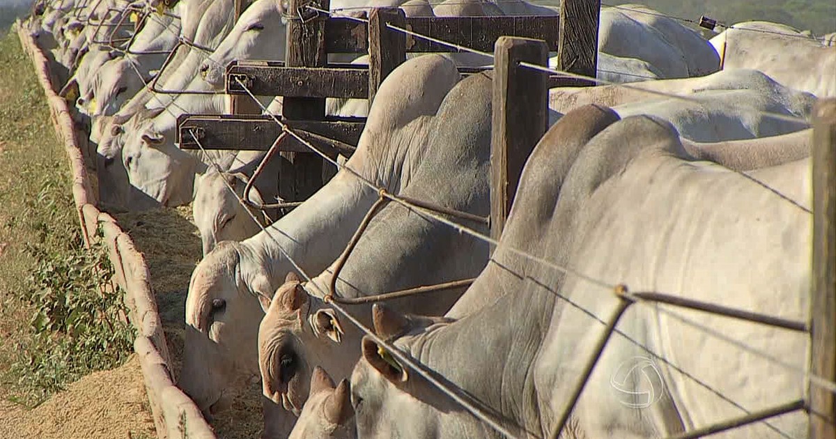 G1 - Alta do dólar impulsiona exportação de carne bovina em MS ...