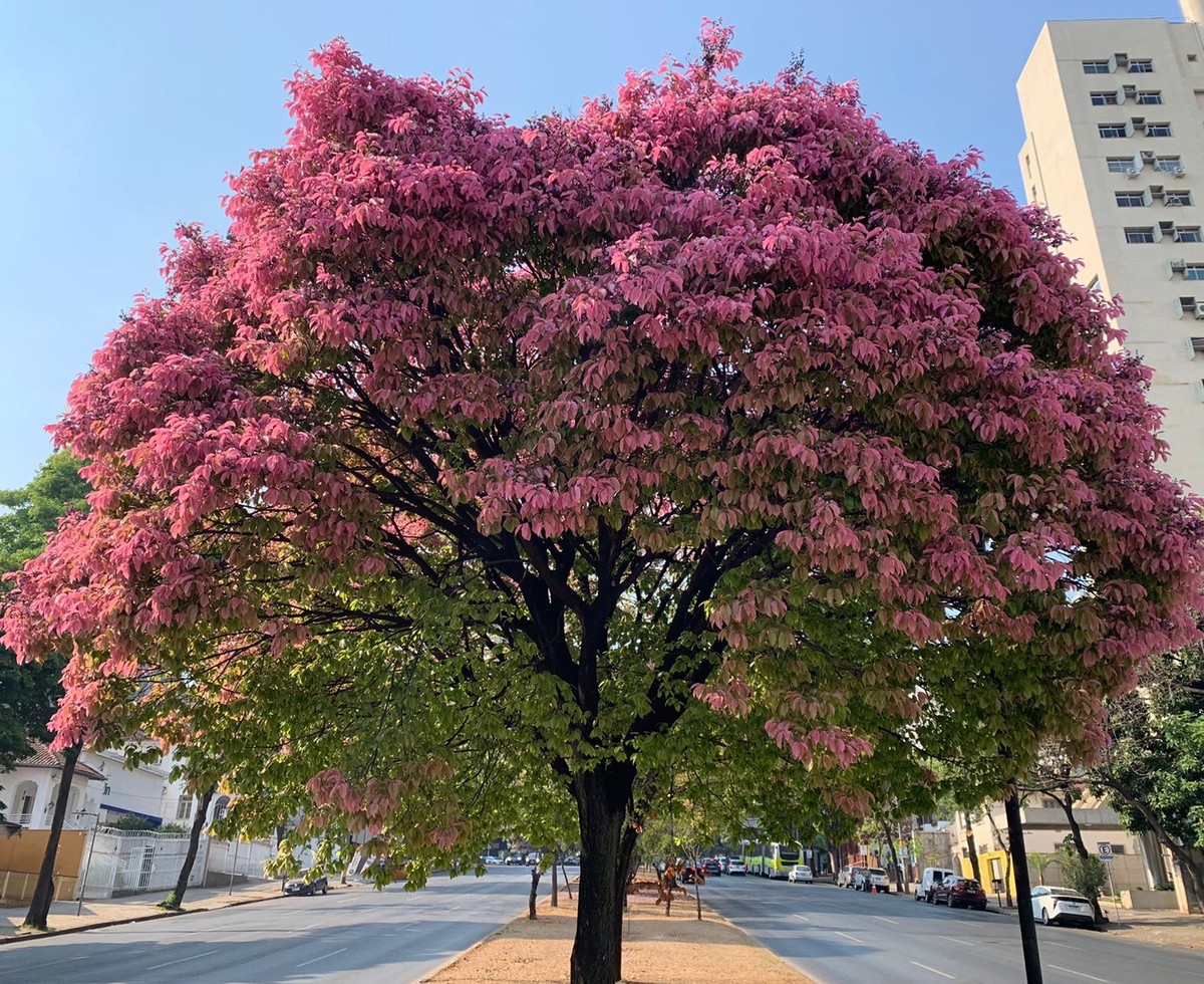 Conheça a árvore rosa, de 30 metros, que é 'invisível' para muita gente ...