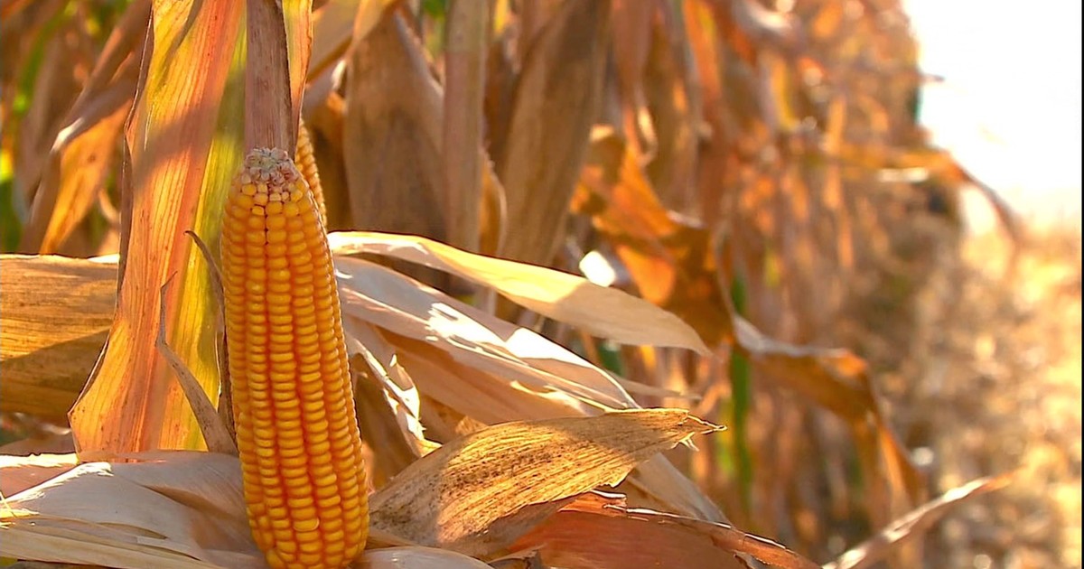 Globo Rural - Produtividade da primeira safra de milho é considerada ...