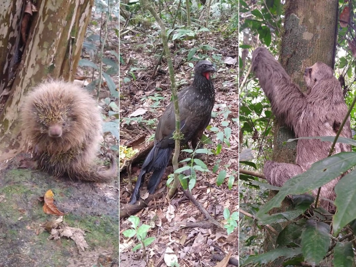 Jacu, bicho-preguiça e ouriço-cacheiro são devolvidos à natureza em ...