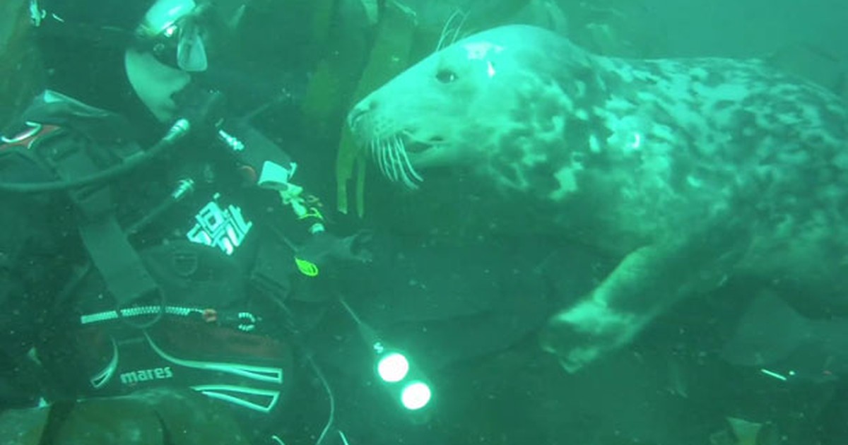 Natureza - Foca surpreende ao nadar e brincar com mergulhador adolescente
