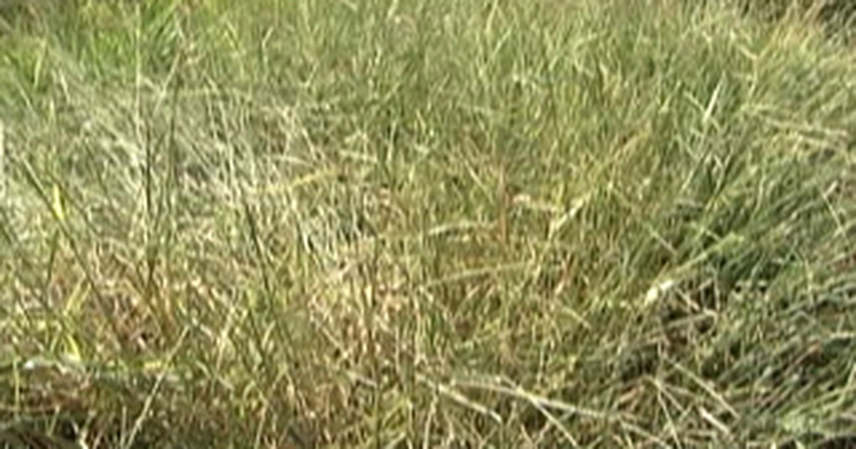 Agronegócios - Pesquisadores criam capim indicado para solos ...