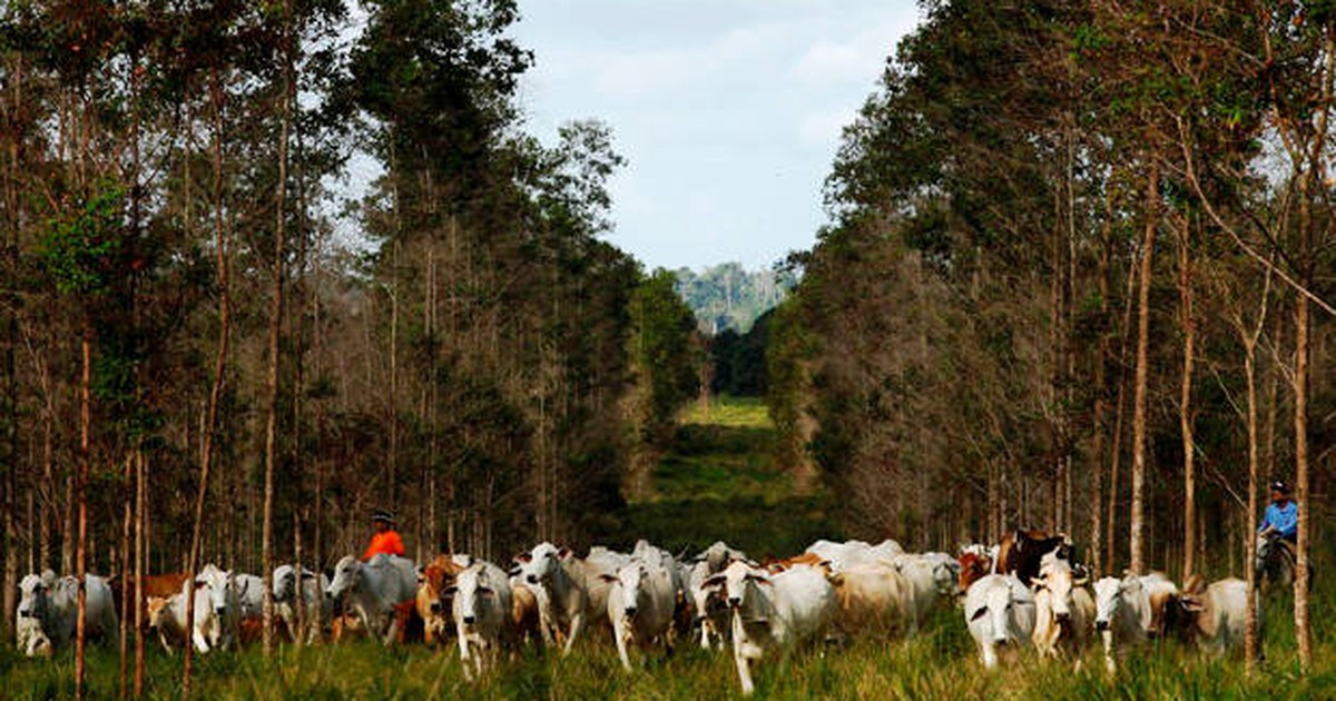 G1 - Imazon publica estudo de como desenvolver economia rural no PA ...