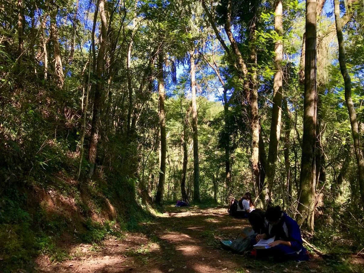 Conheça o Bosque Florestal do UBM: espaço de preservação, pesquisa e ...
