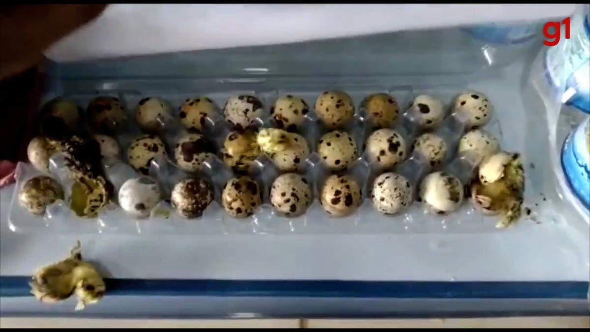 Ovos chocados no mercado: especialista explica por que acontece e que ...