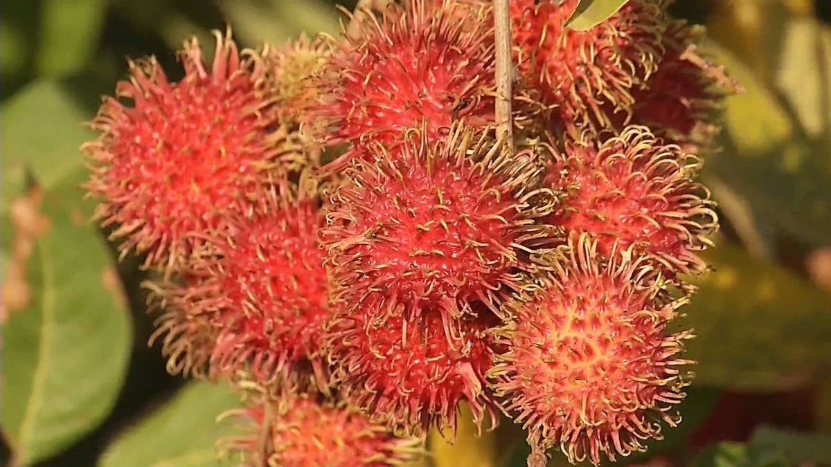 Rambutã é aposta de produtores do noroeste paulista | Nosso Campo | G1