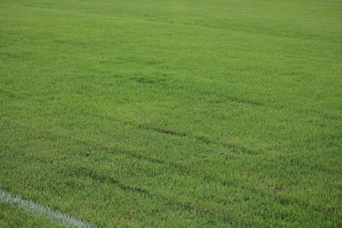 GALERIA: confira imagens do gramado do estádio Lindolfo Monteiro após ...