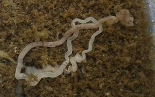 Como criar patinga - Revista Globo Rural | Como criar