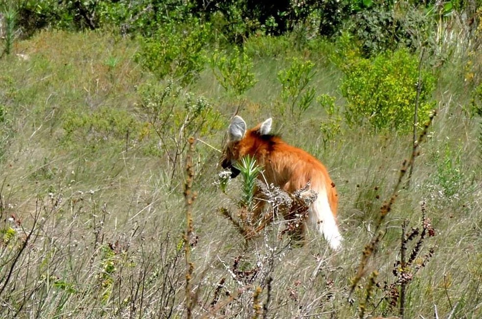Lobo-guará é fotografado por ambientalista na Serra do Espinhaço | É o ...