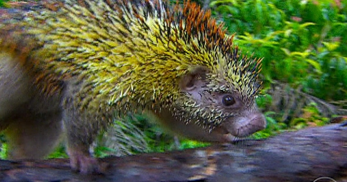 Fantástico - Porco-espinho recém descoberto já corre risco de extinção