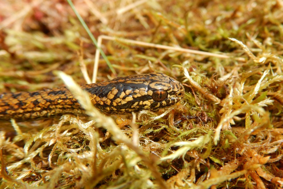 Cobra 'Harrison Ford' é descoberta em floresta do Peru; veja fotos