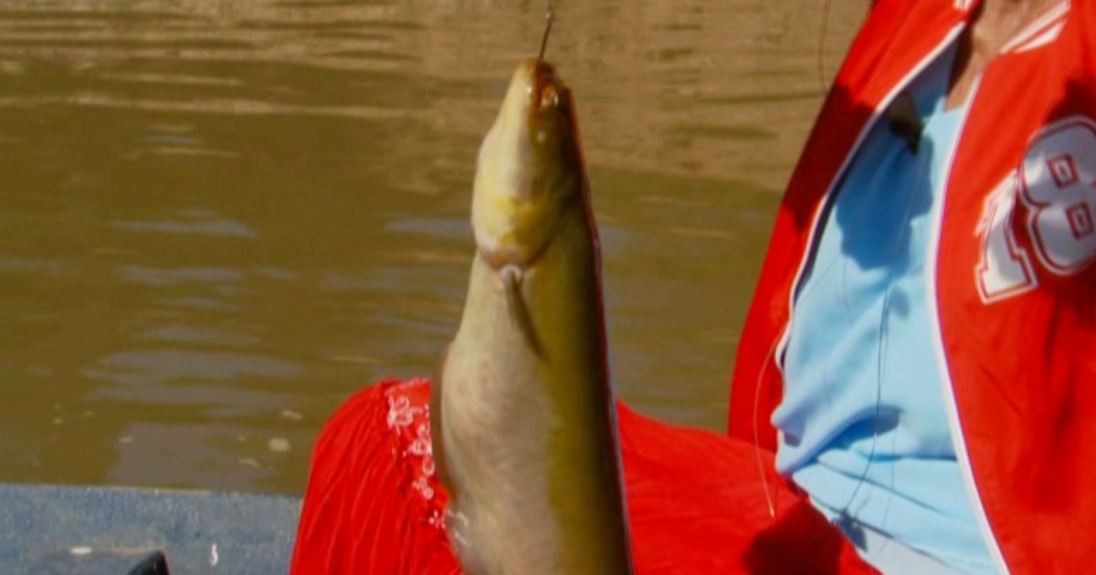 G1 - Tuvira - notícias em Fauna