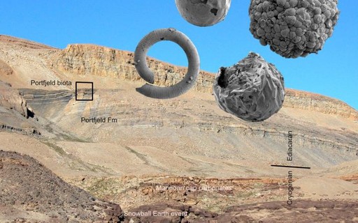 Fóssil de 1 bilhão de anos revela elo perdido na evolução dos animais ...