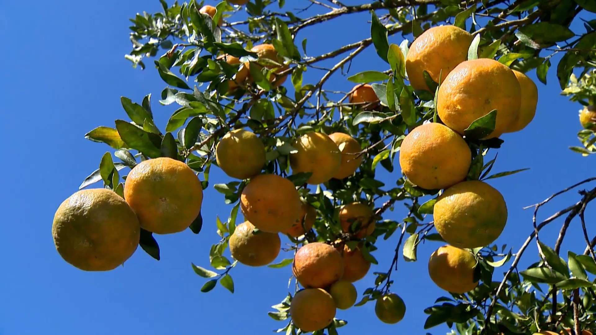 Saiba como o clima pode interferir na colheita da mexerica ponkan e ...