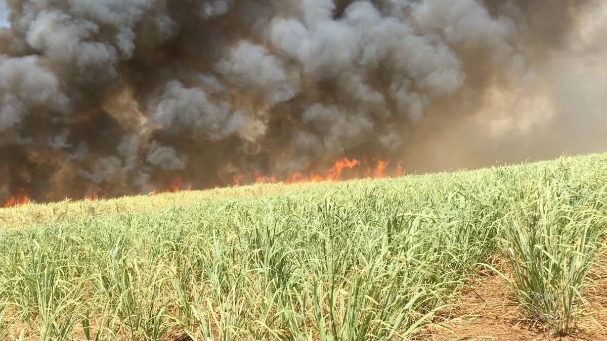 Queimadas devastam zona rural e mudam rotina de moradores do campo ...