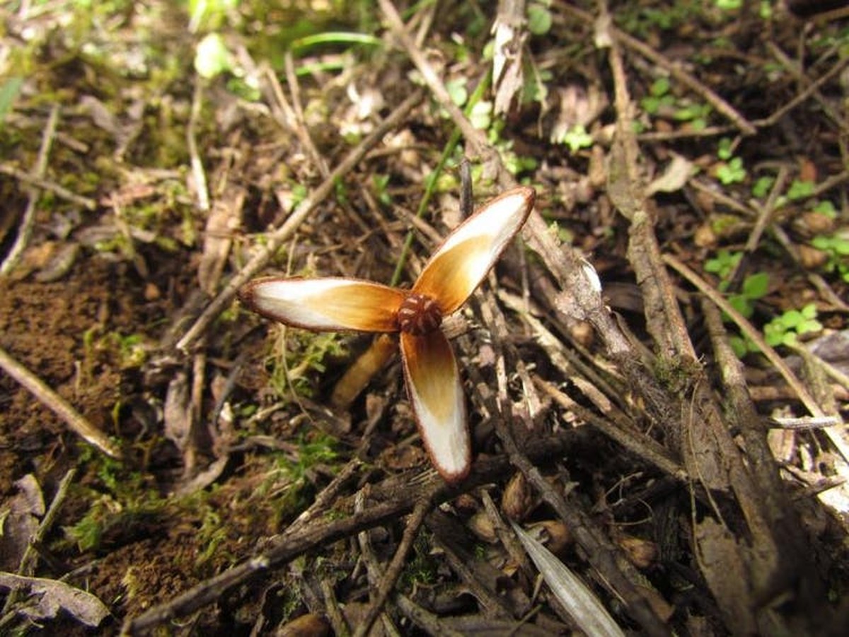 Prosopanche Demogorgoni: Conheça planta descrita pela 1ª vez na Mata ...