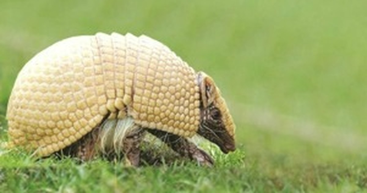 G1 - Associação do Ceará defende o tatu-bola como mascote da Copa ...