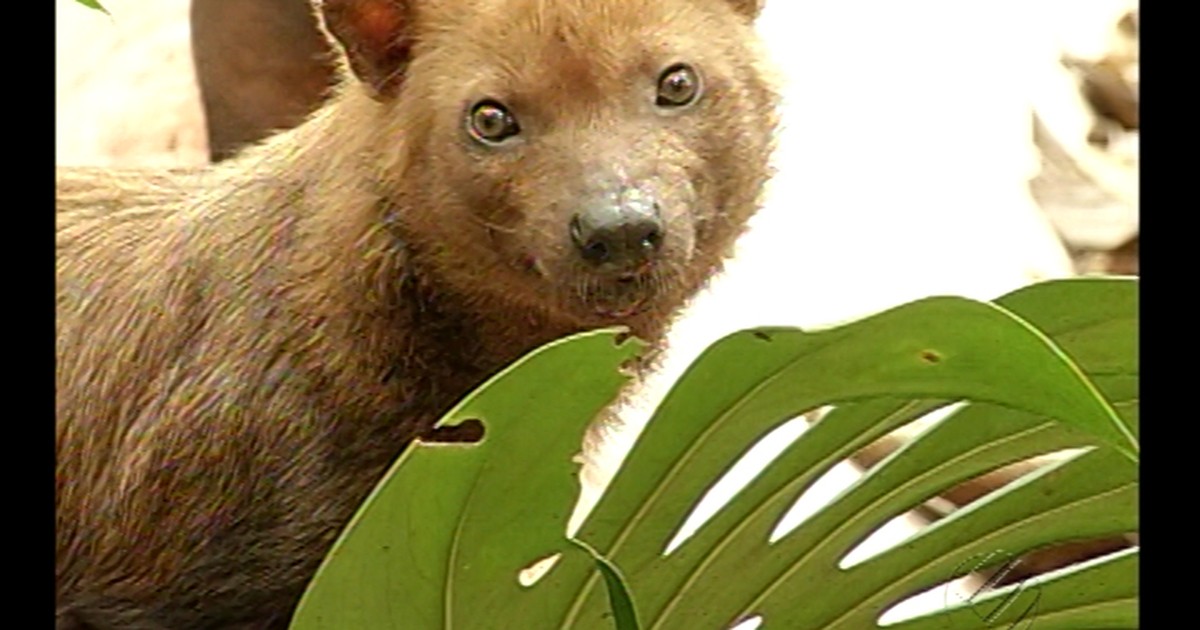 G1 - Animal ameaçado de extinção será reproduzido em cativeiro, no Pará ...