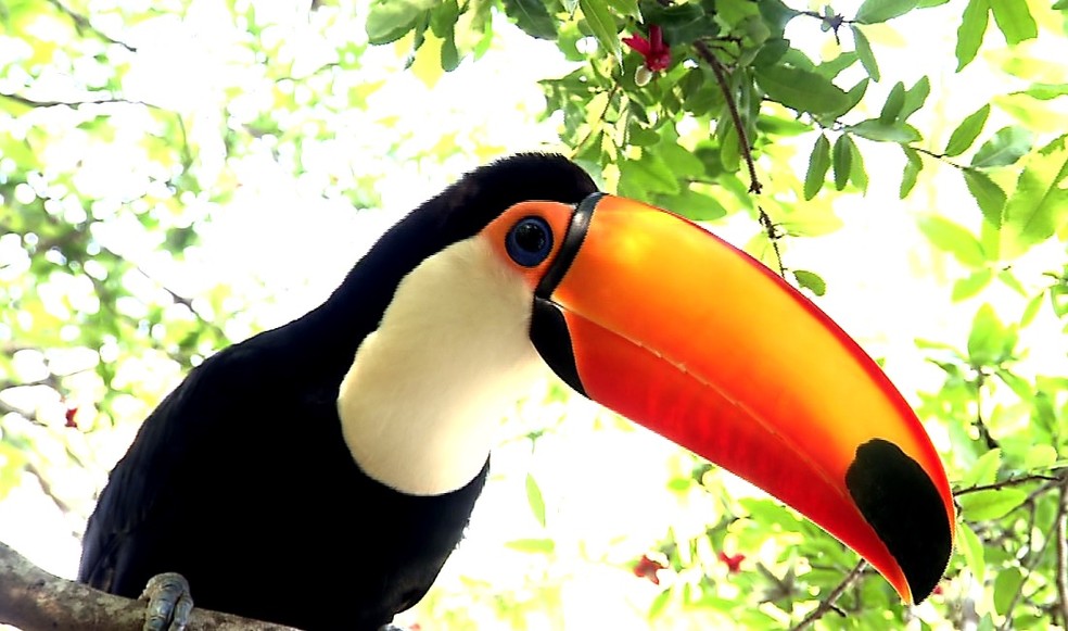 Um tucano passou por aqui: internautas registram interação com ...