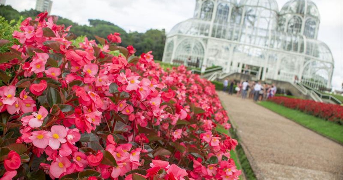 G1 - Flores resistentes à chuva e ao calor enfeitam Jardim Botânico de ...