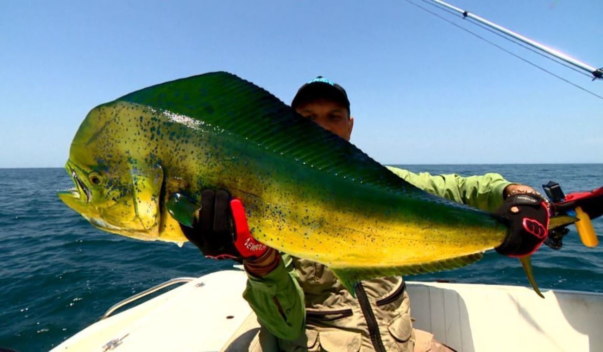 Dourados do mar encantam no oceano mais diverso do mundo | Terra da Gente | G1